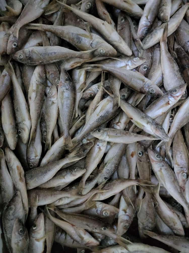 Nungi Mbichi — The Great Smart African Market