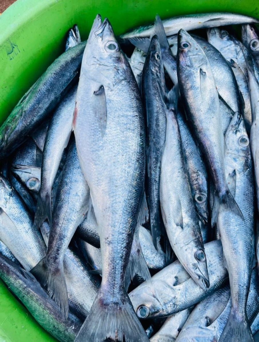Frozen Fish Migebuka — The Great Smart African Market